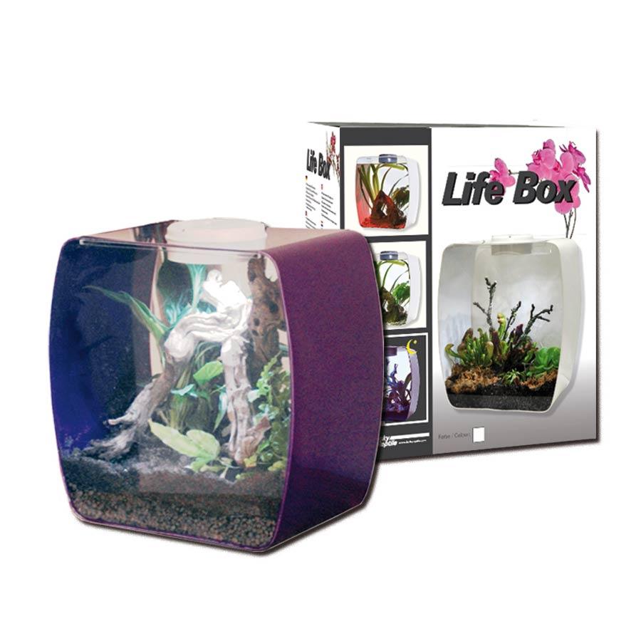 Lucky Reptile Life Box Größe 30x18x30 cm. Farbe Beere