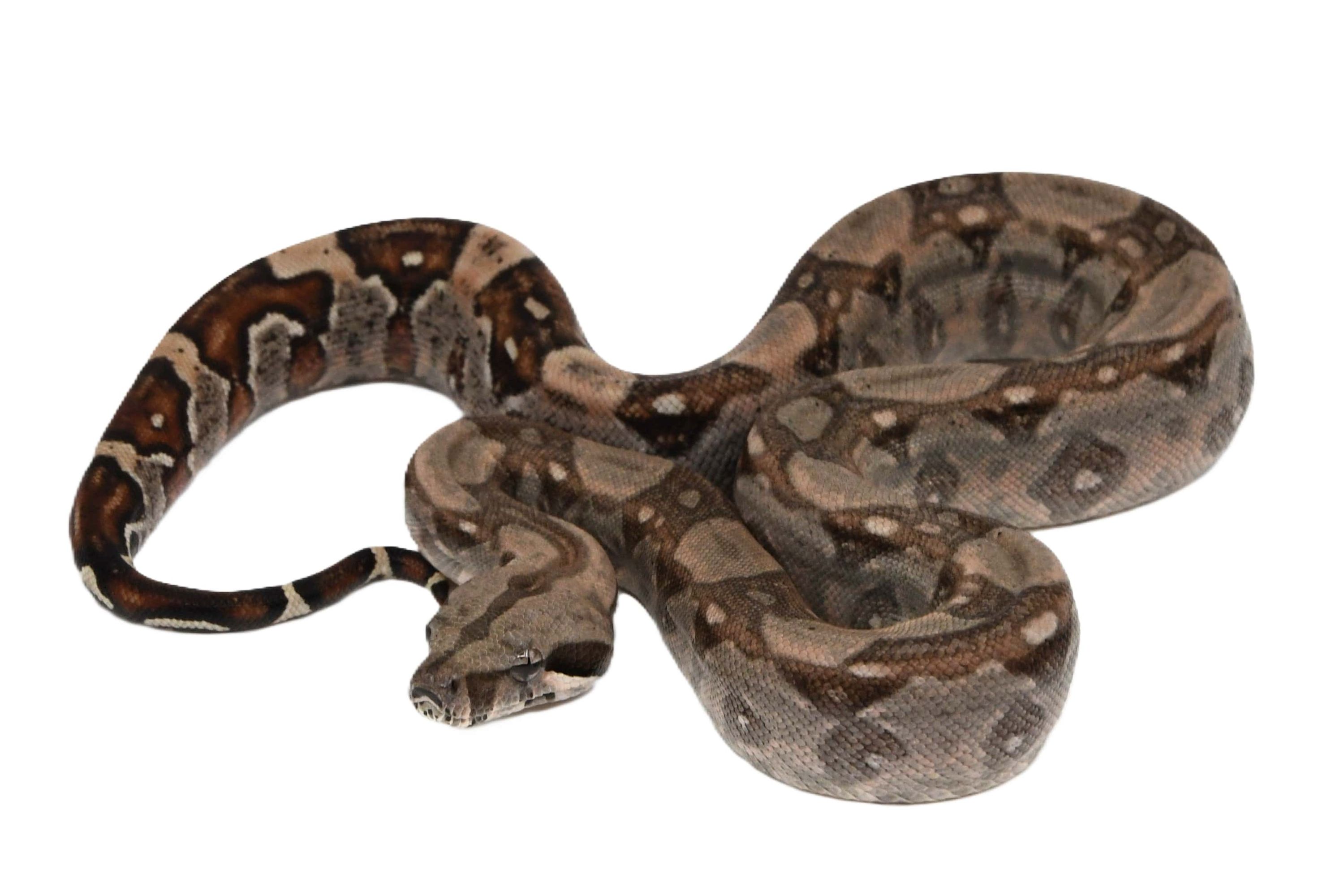 Classic Boa imperator