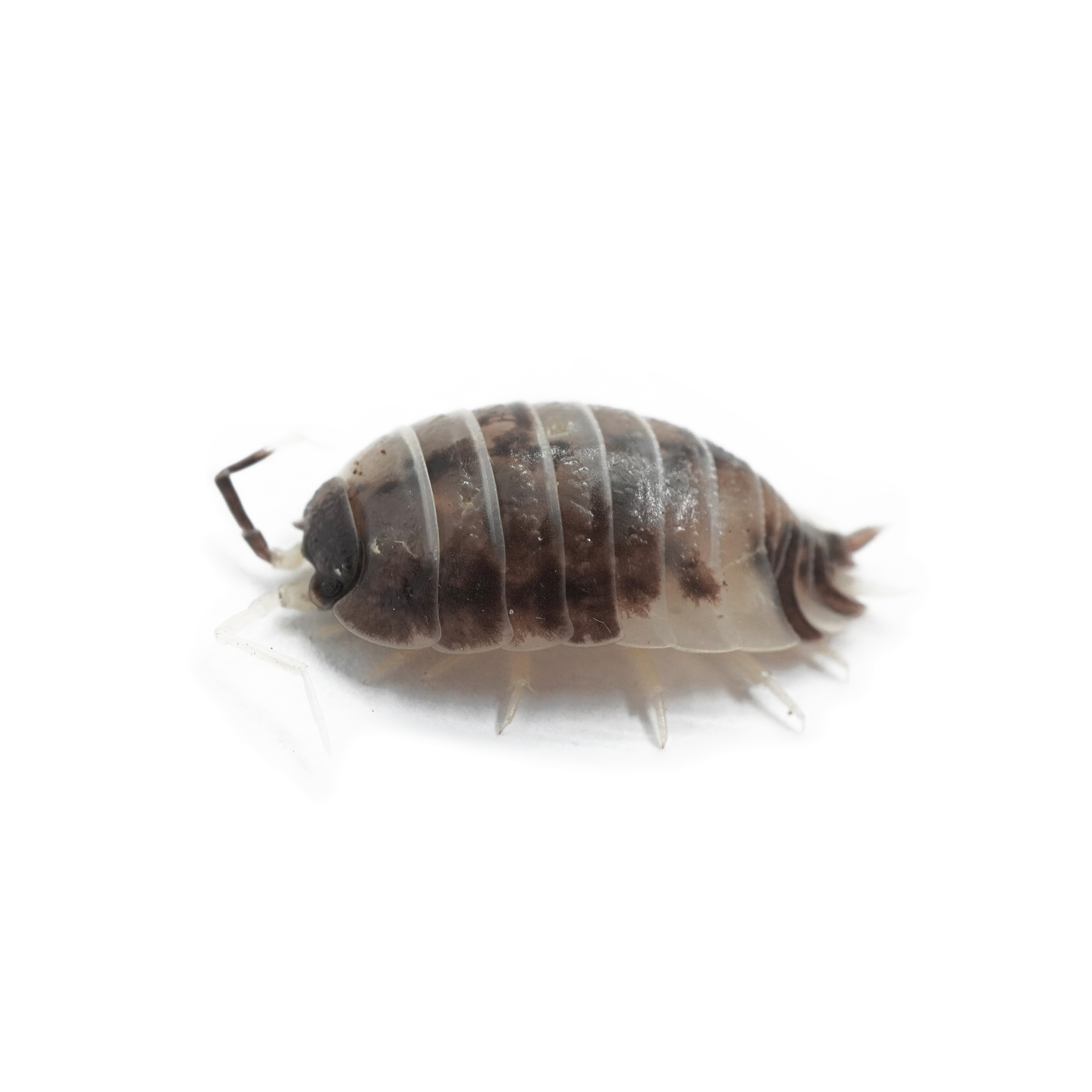 Porcellio laevis "Panda"